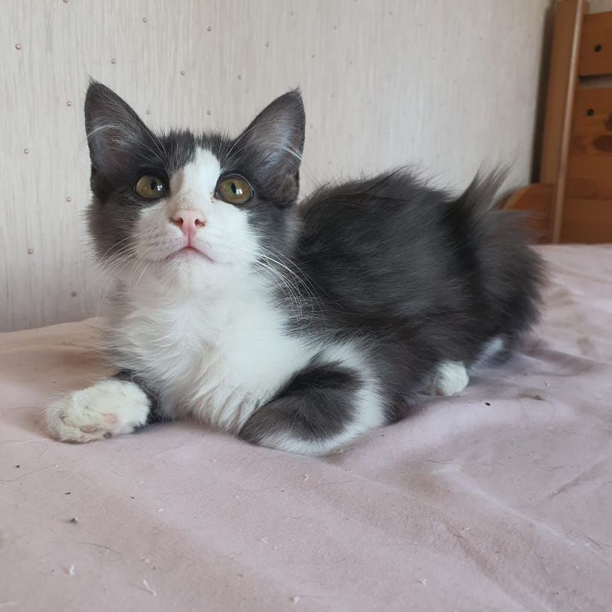 Котенок девочка, Анфиса ищет дом