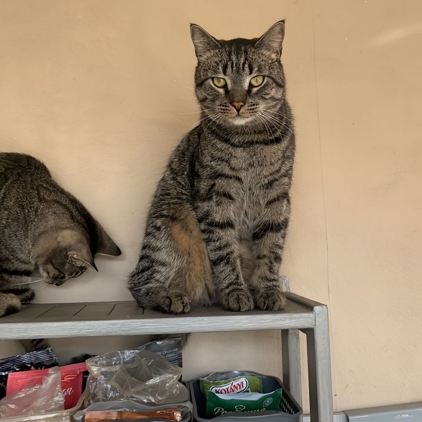 Взрослый кот в добрые руки