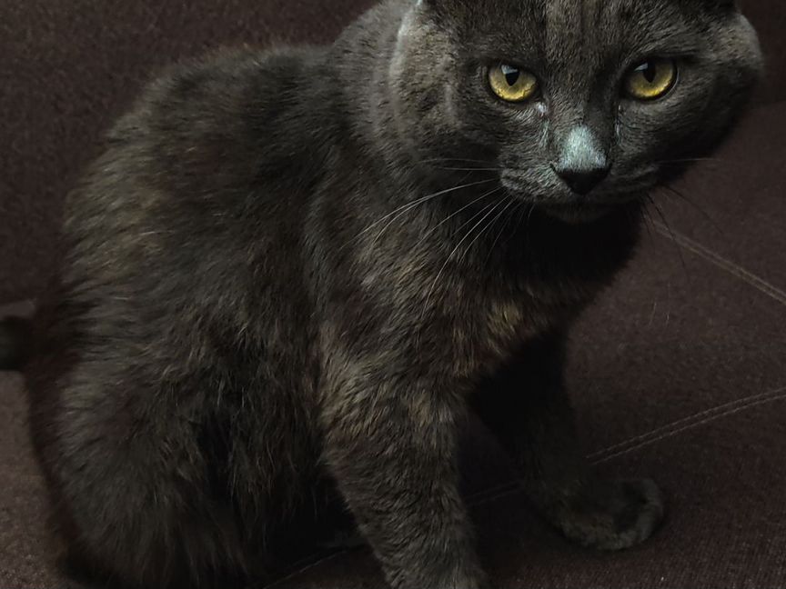 Дымчатый котик