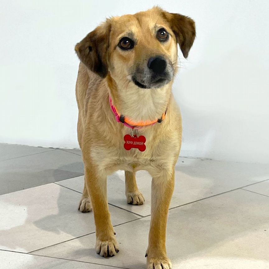 Взрослая собака в добрые руки