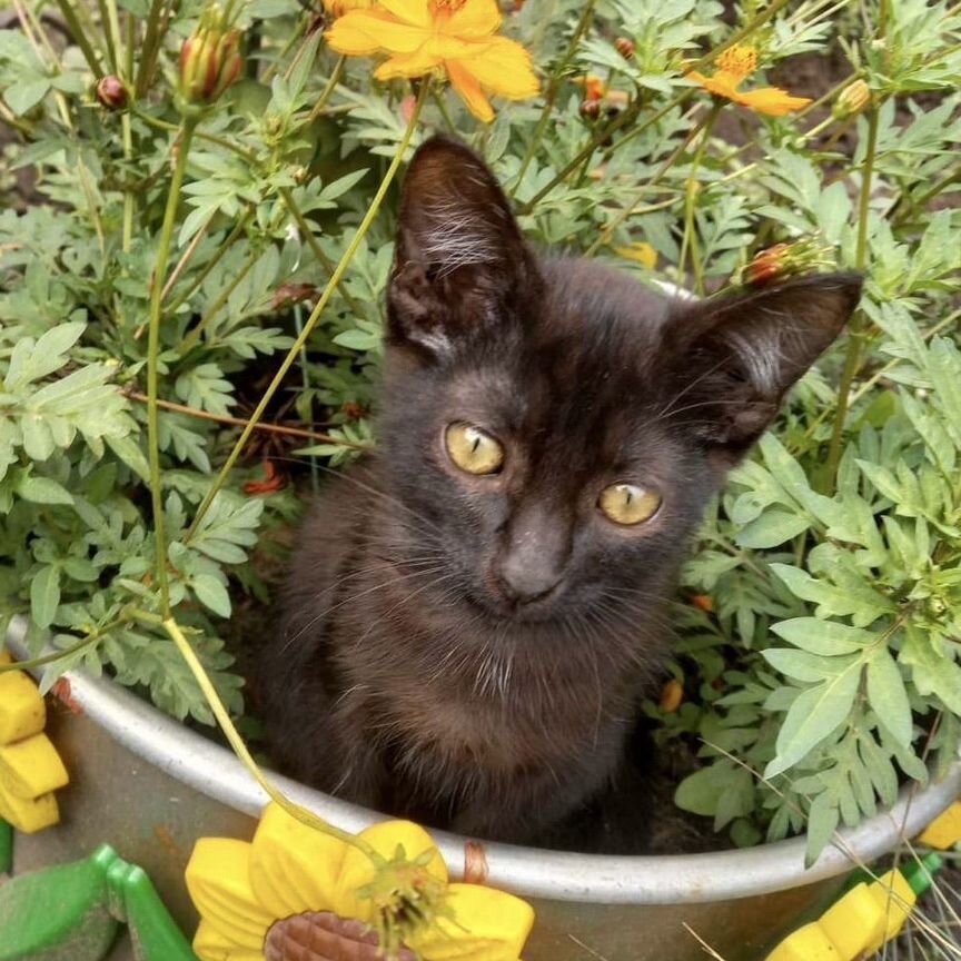Котята в добрые руки бесплатно
