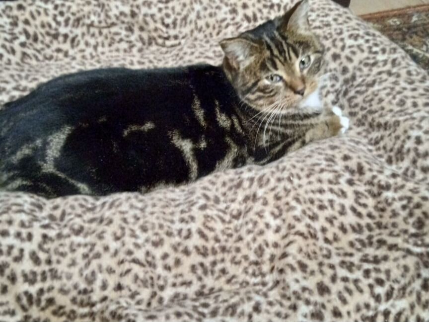 Кошка