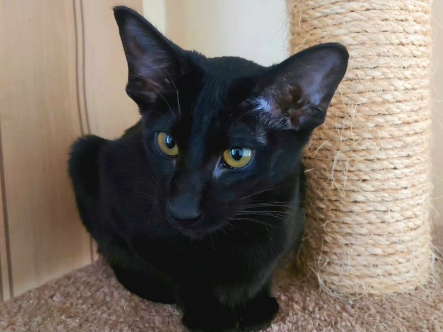 Ориентальная