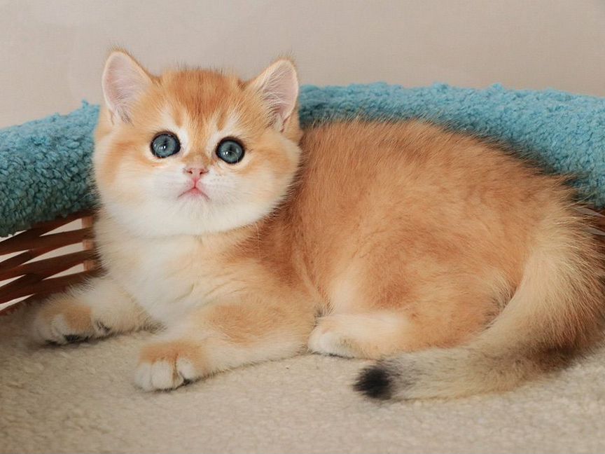 Британская золотая шиншилла, мальчик