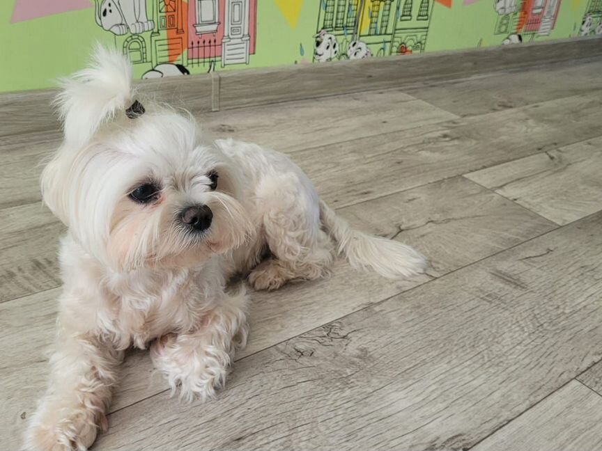 Домашние животные собаки маленькие