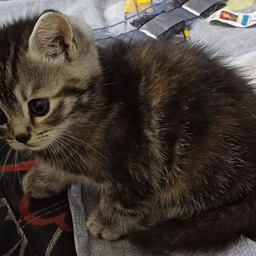 Котенок девочка игривая