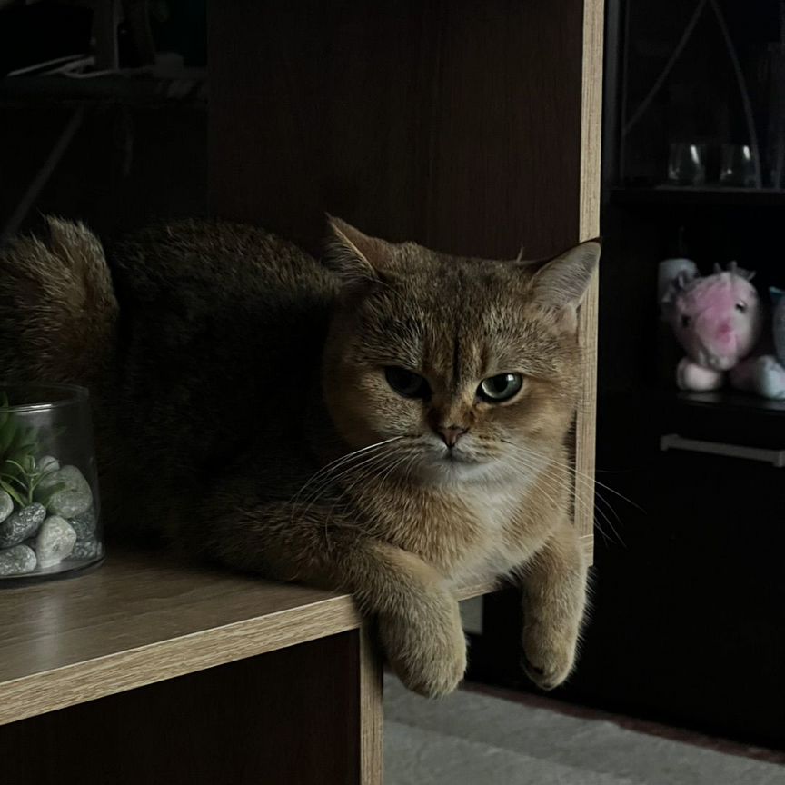 Кошка золотая шиншилла