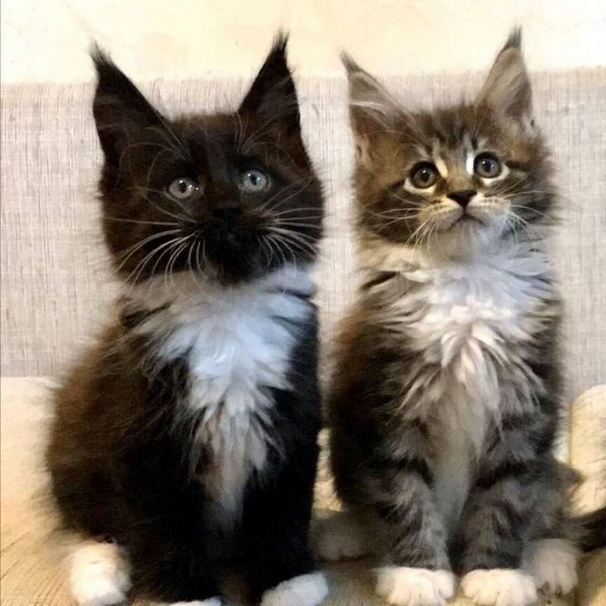 Норвежские лесные котята