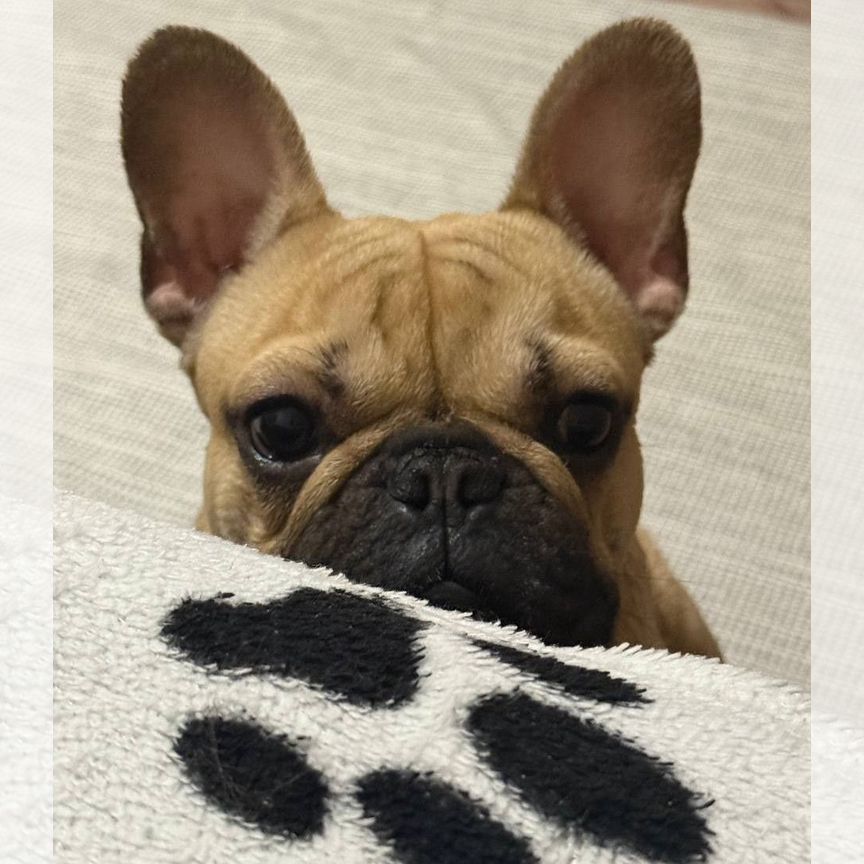 Французский бульдог, взрослый пёс