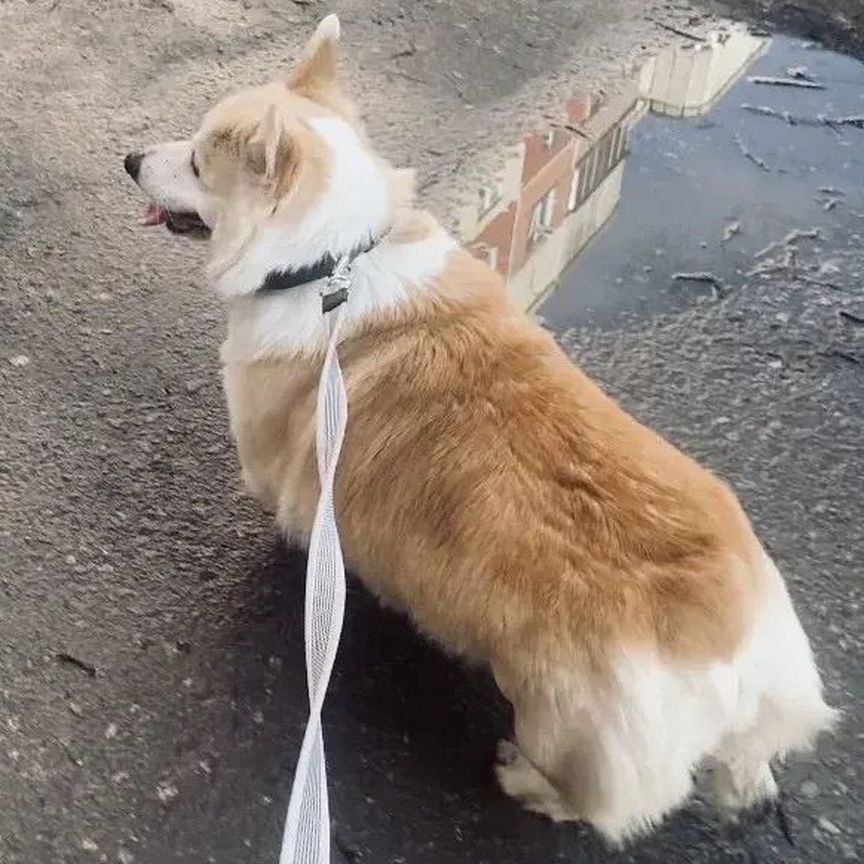 Вельш Корги Пемброк, щенок