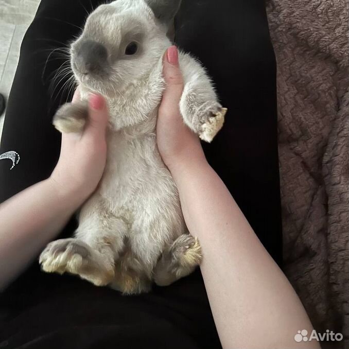 Кролик воспитанный красивый