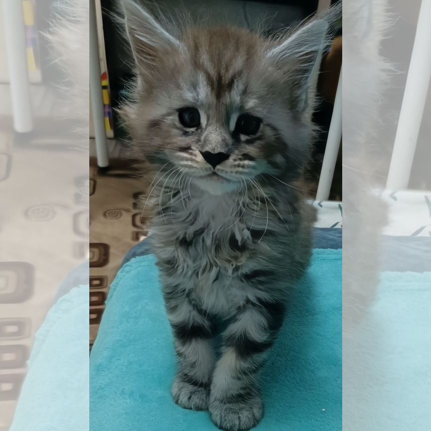 Мейн-кун котёнок