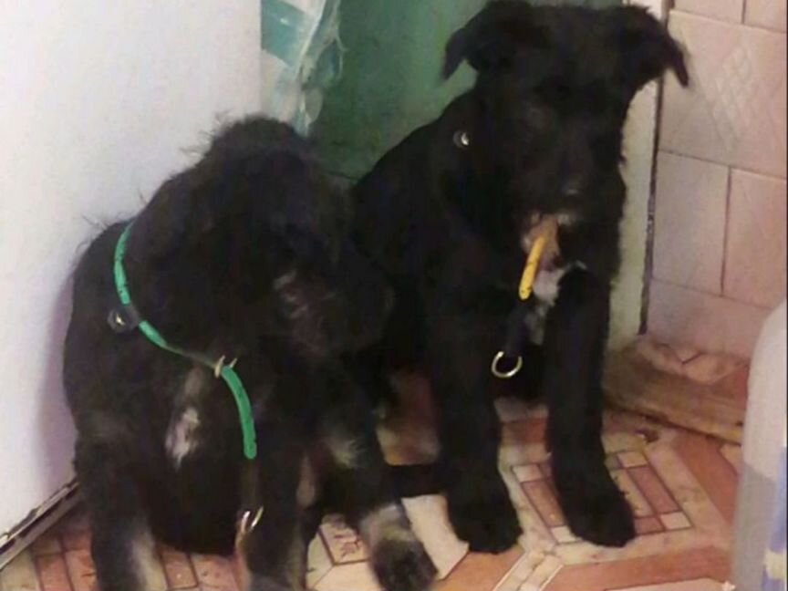 Щенки метисы ризеншнауцеры