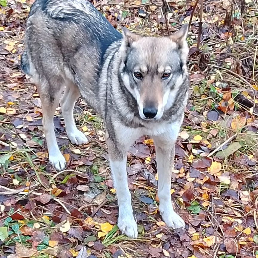 Западно сибирская лайка