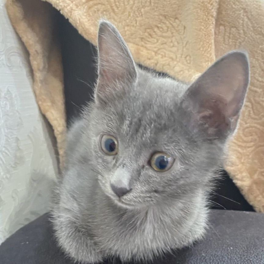 Котенок девочка в добрые руки