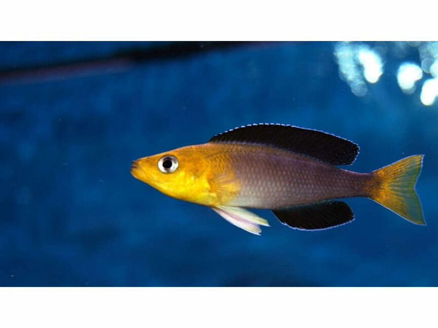 Циприхромис Лептосома Йеллоу (Cyprichromis leptos