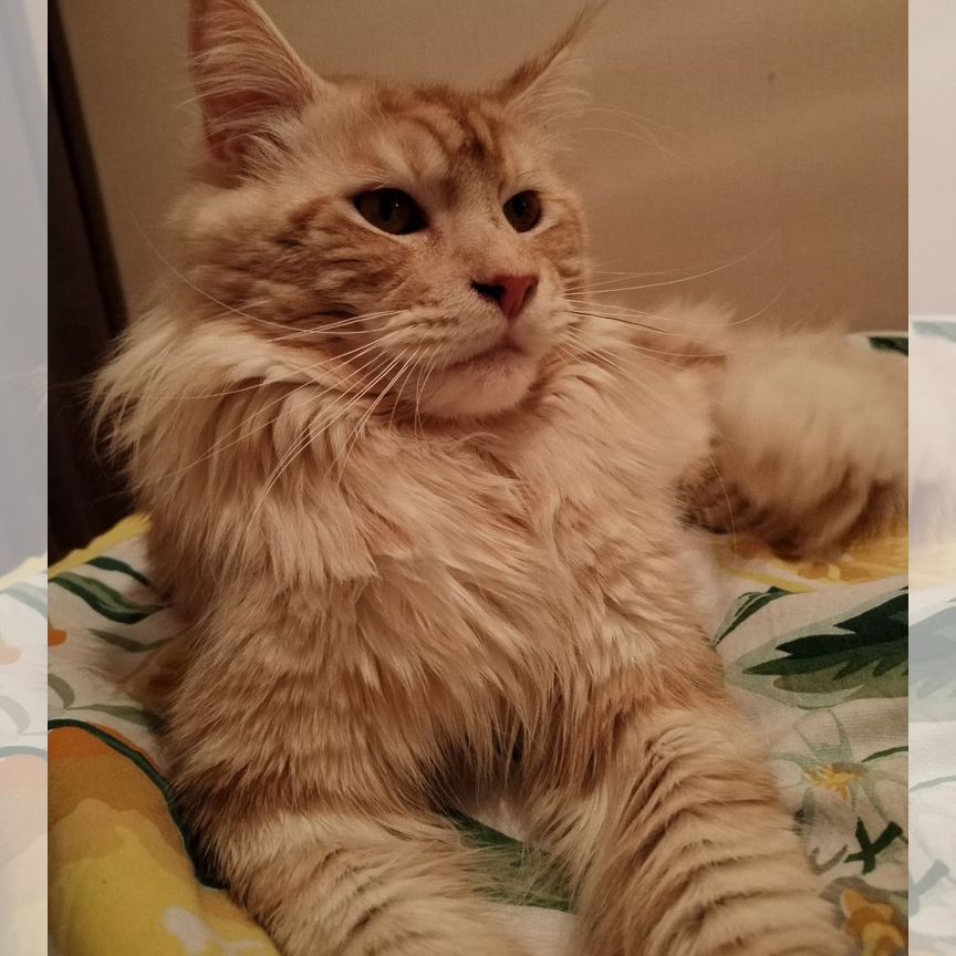 Мейн-кун, взрослый кот