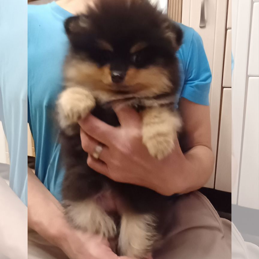 Немецкий шпиц, щенок