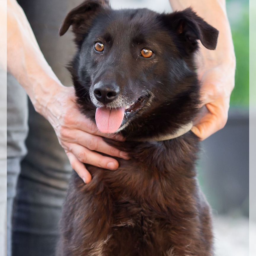 Собака в добрые руки