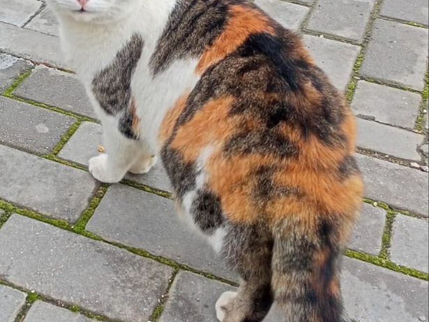 Кошка для души