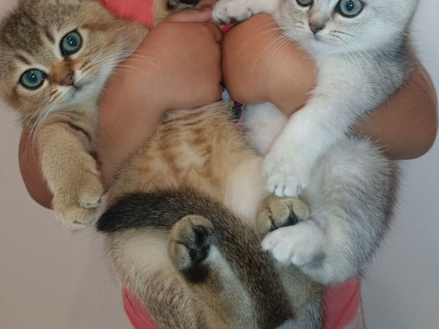 Британские котята