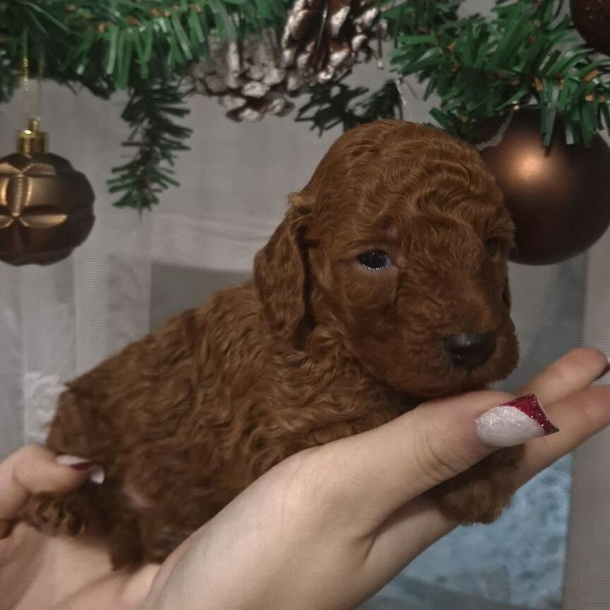 Карликовый пудель, щенок