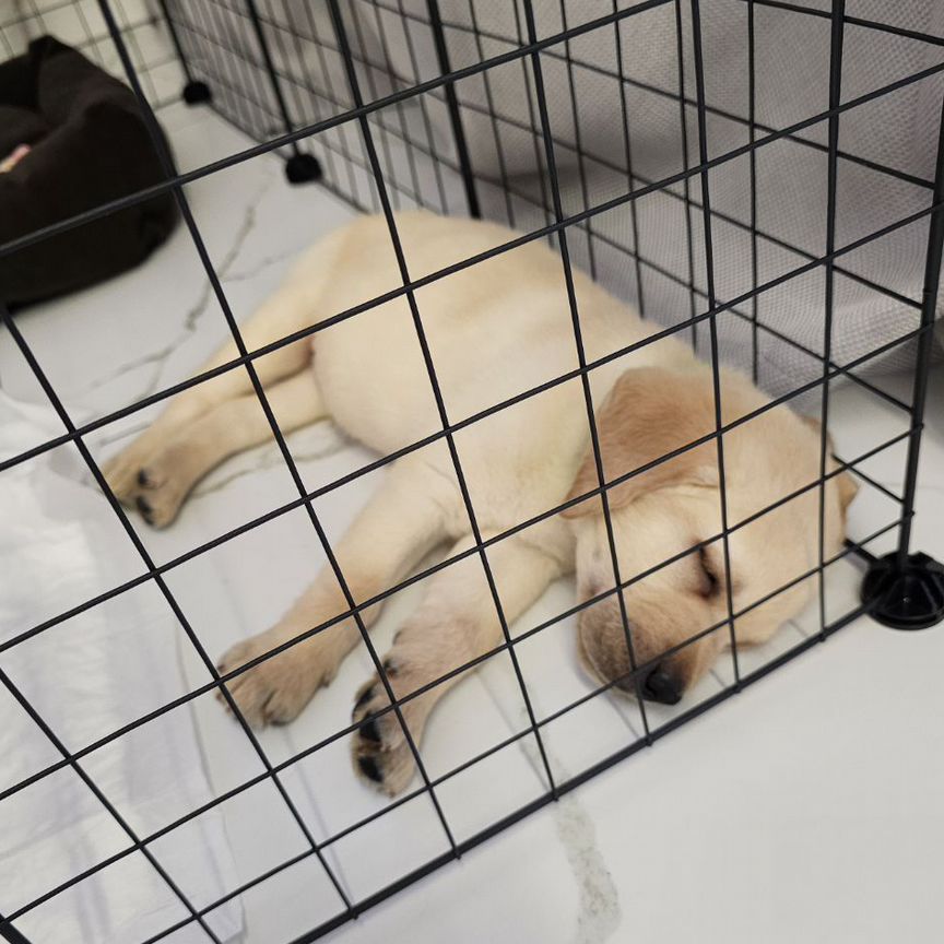 Лабрадор-ретривер, щенок