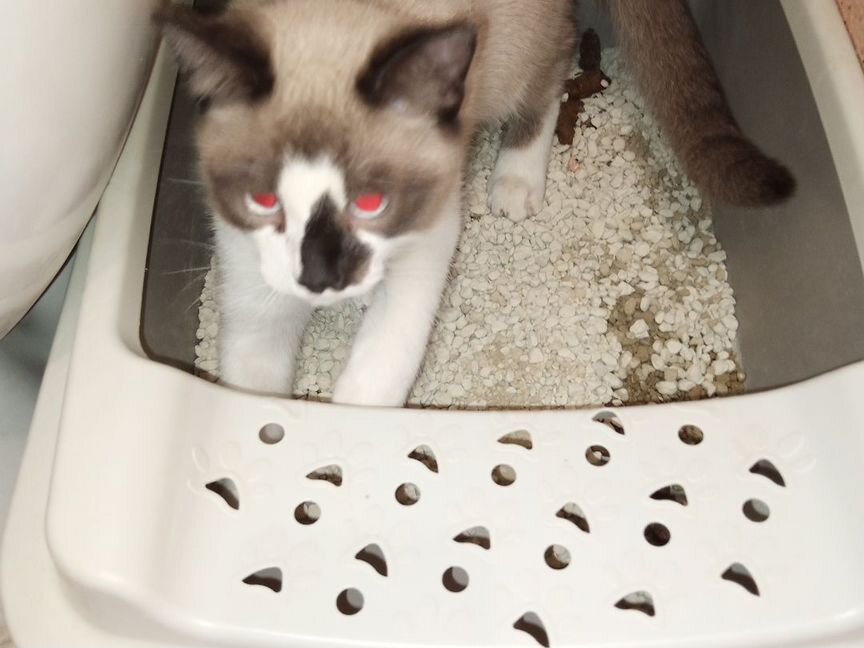 Котенок сноу шу