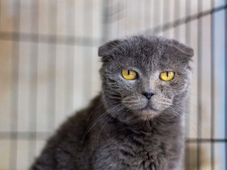 Кошка серая