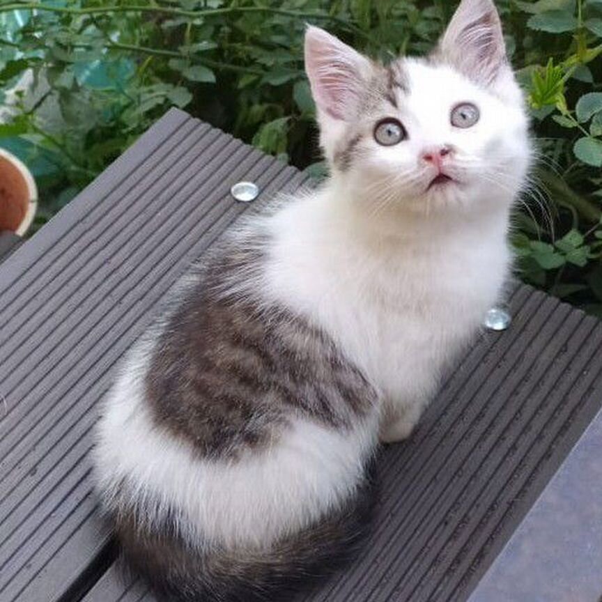 Котенок