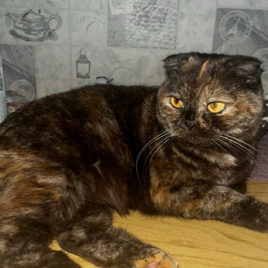 Отдаю бесплатно кошку, в добрые руки)