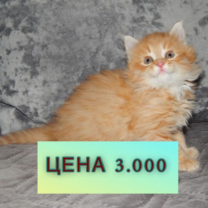 Сибирские котята