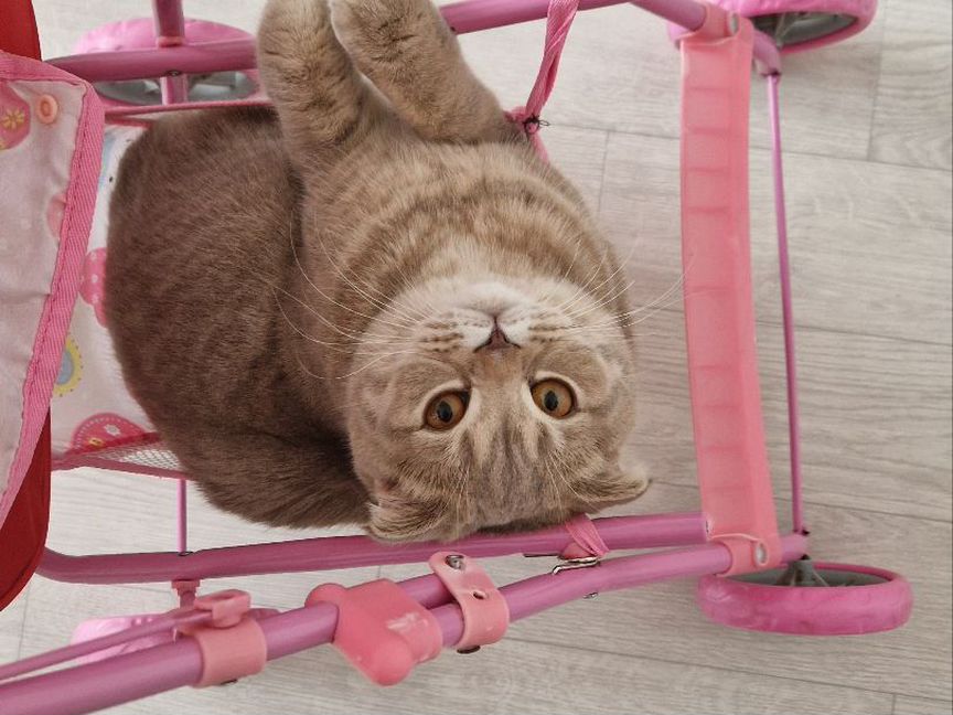 Шотландская