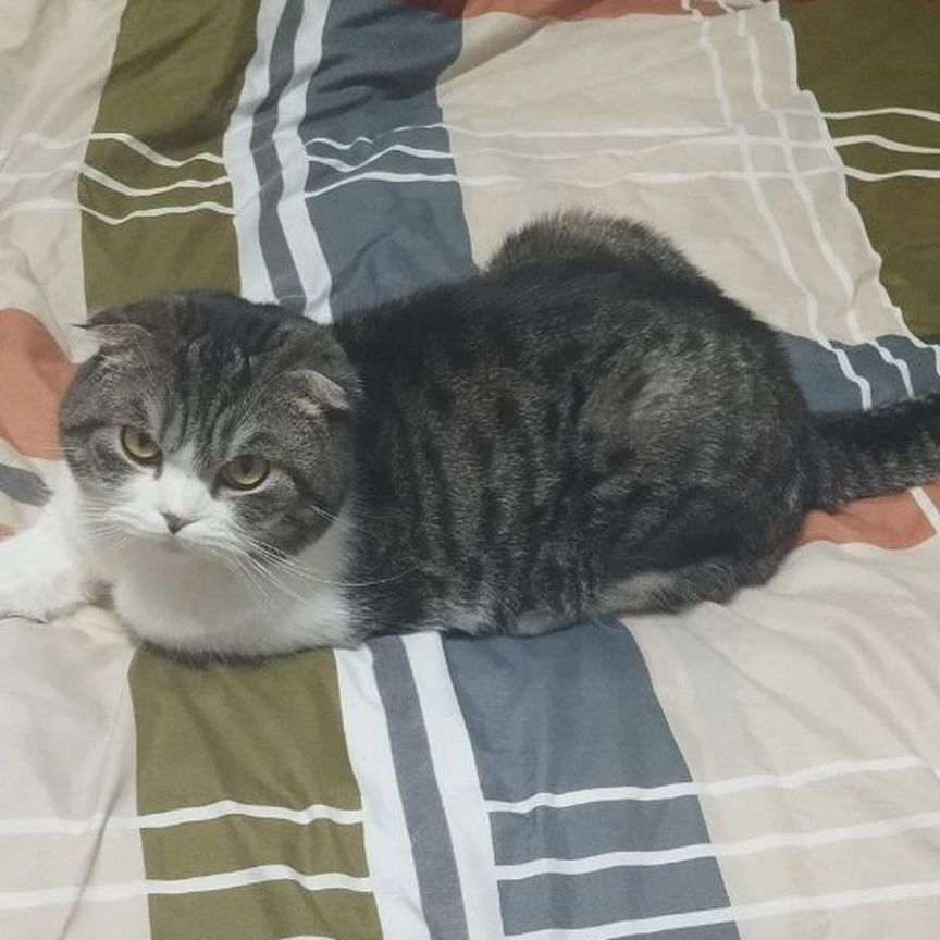 Шотландский вислоухий короткошёрстный, взрослый кот