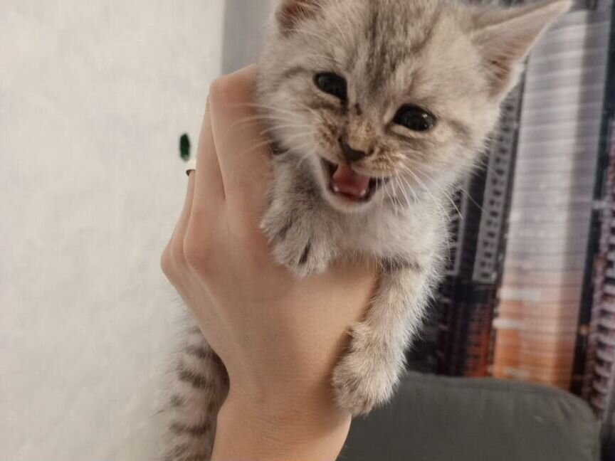 Котятки от шотландца