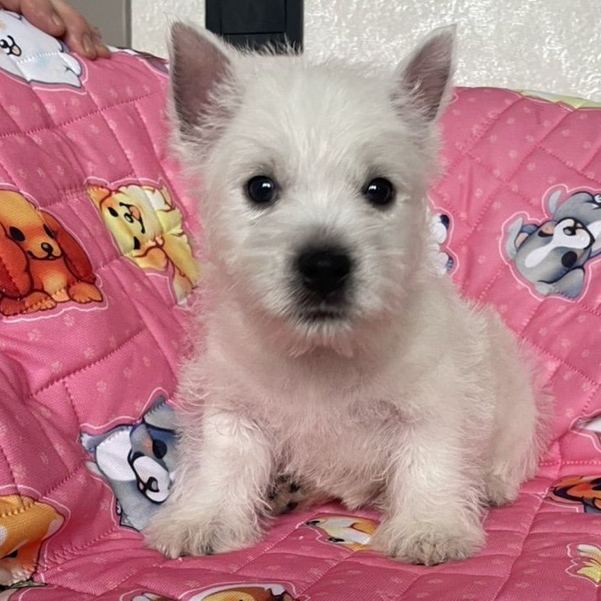 Вест-хайленд-уайт-терьер, щенок