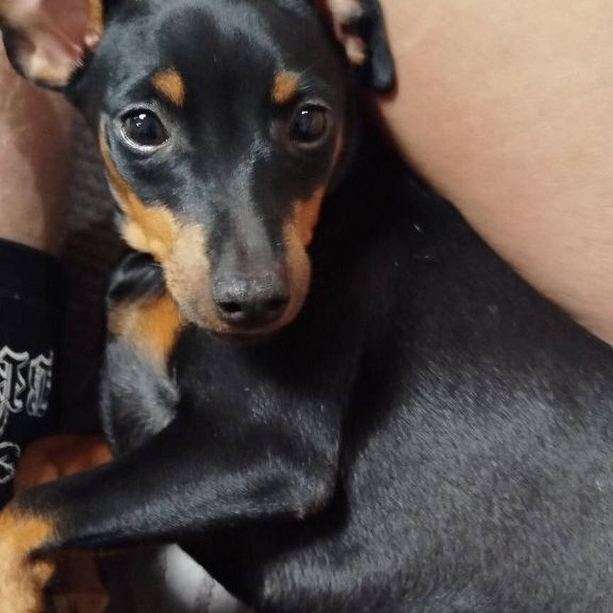 Пинчер девочка