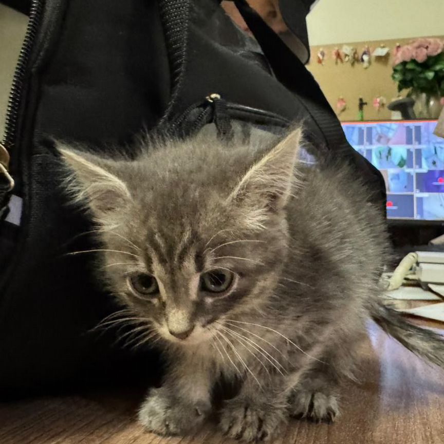 Котёнок в добрые руки