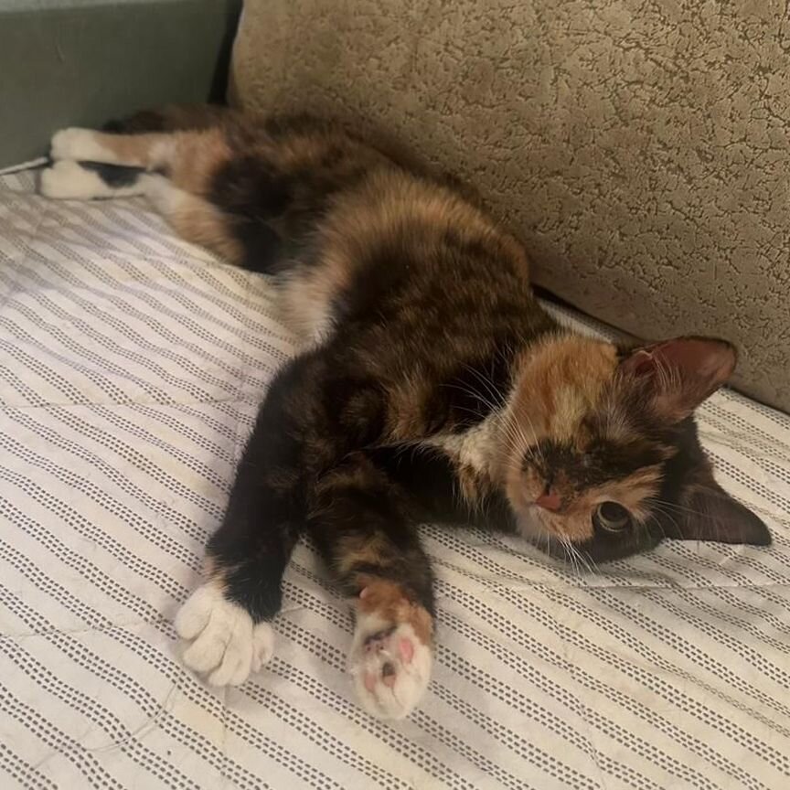 Котёнок в добрые руки