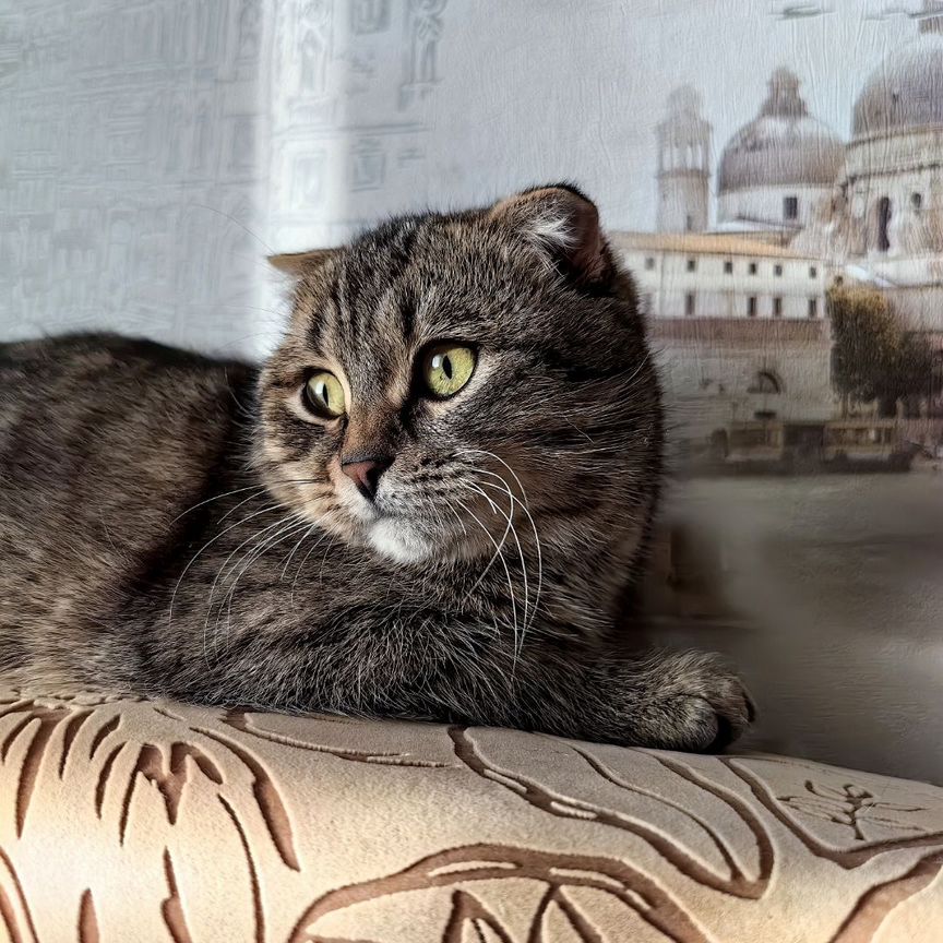 Кошечка