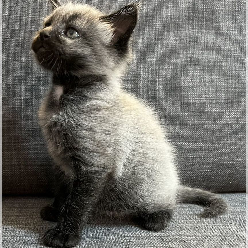 Продам котенка мейн-кун