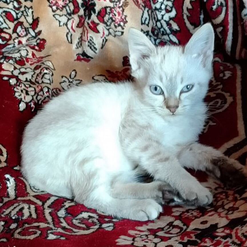 Отдам в добрые руки