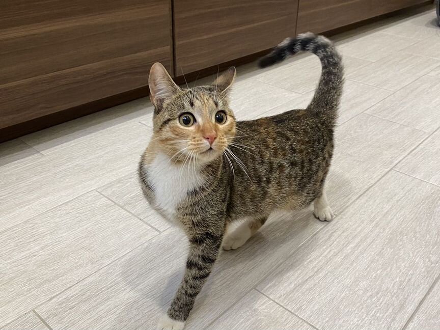 Кошка