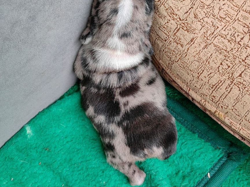 Щенки(описание)