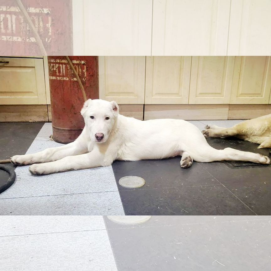 Среднеазиатская овчарка, щенок