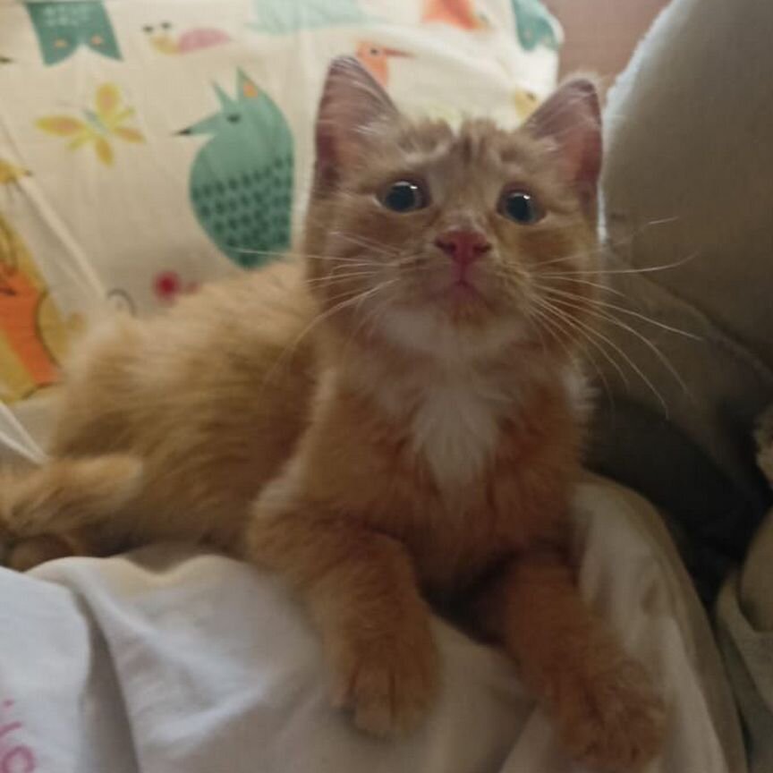 Рыжий котенок