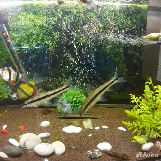 Аквариумные рыбки