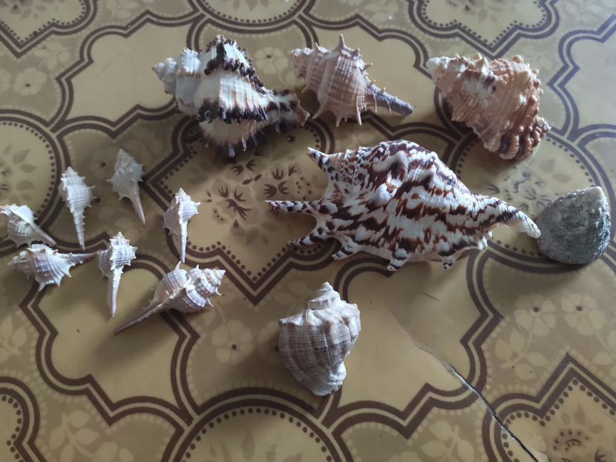 Морские ракушки