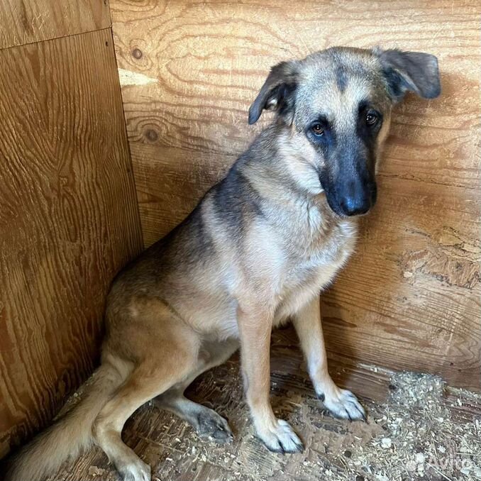 Молодая собака живёт в приюте и ждёт свою семью