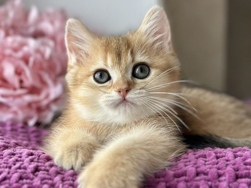 Шикарная кошка золотая шиншилла bri ny11